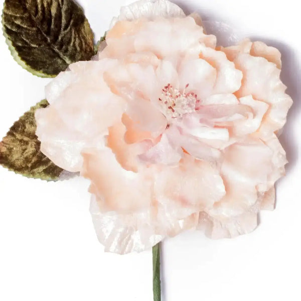 Miss Rose Sister Violet Flower - Cabbage Rose - Baby Charlotte Canada